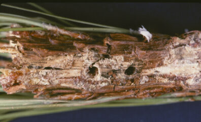 Pine: Coneworms | Hortsense | Washington State University