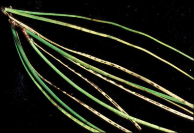 Pine: Elytroderma needle cast | Hortsense | Washington State University