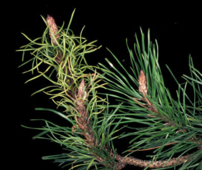 Common Insects and Mites: Eriophyid mites | Hortsense | Washington ...