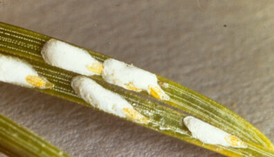 Pine: Pine needle scale | Hortsense | Washington State University