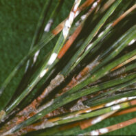 Pine: Pine needle scale | Hortsense | Washington State University