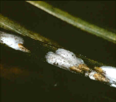 Spruce: Pine needle scale | Hortsense | Washington State University