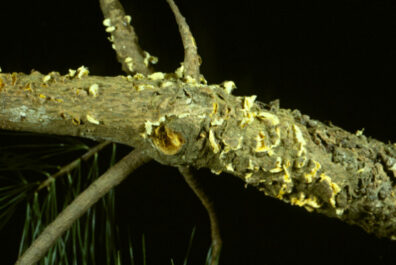 Pine: White pine blister rust | Hortsense | Washington State University