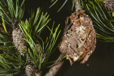 Pine: Western gall rust | Hortsense | Washington State University