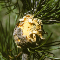 Pine: Western gall rust | Hortsense | Washington State University