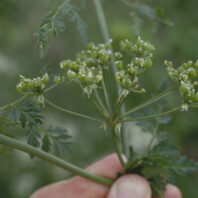 Weeds: Poison hemlock – Conium maculatum | Hortsense | Washington State ...