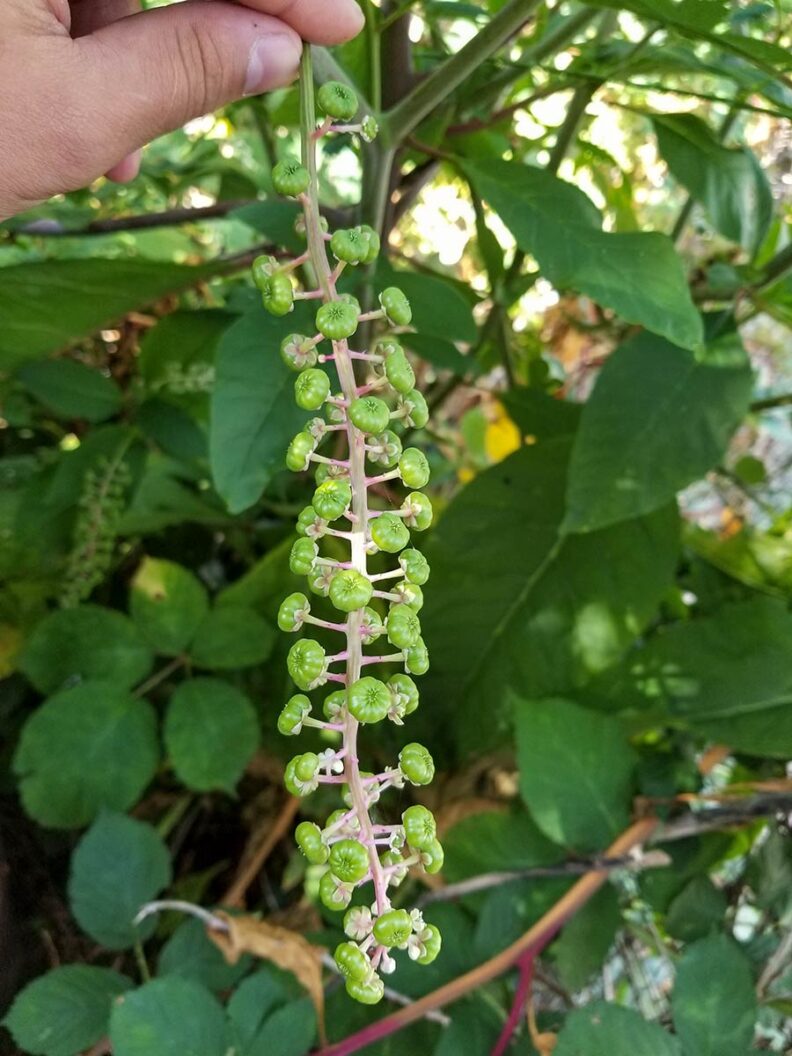 Weeds: Pokeweed: Phytolacca americana | Hortsense | Washington State ...