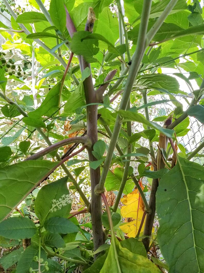 Weeds: Pokeweed: Phytolacca americana | Hortsense | Washington State ...