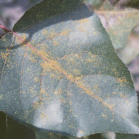 Poplar: Leaf rust | Hortsense | Washington State University