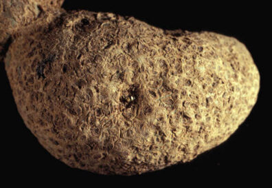 Potato: Powdery scab | Hortsense | Washington State University