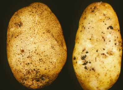 Potato: Rhizoctonia canker (Black scurf) | Hortsense | Washington State ...