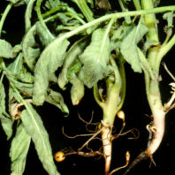 Potato: Bacterial soft rot and blackleg | Hortsense | Washington State ...