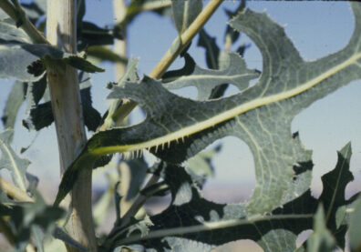 Weeds: Prickly lettuce (China lettuce) – Lactuca serriola | Hortsense ...