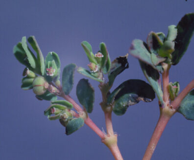 Weeds: Spurges (Prostrate spurges) – Chamaesyce spp. (Euphorbia spp ...