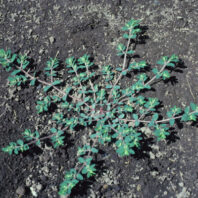 Weeds: Spurges (Prostrate spurges) – Chamaesyce spp. (Euphorbia spp ...