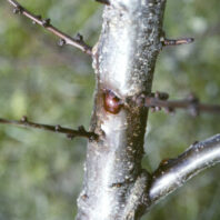 Cherry: Bacterial canker | Hortsense | Washington State University