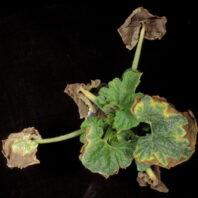 Cucumber, Pumpkin, Squash: Verticillium wilt | Hortsense | Washington ...