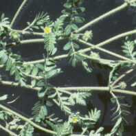 Weeds: Puncturevine (Tackweed, Goathead) – Tribulus terrestris ...