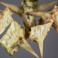 Weeds: Puncturevine (Tackweed, Goathead) – Tribulus terrestris ...