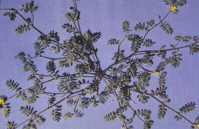 Weeds: Puncturevine (Tackweed, Goathead) – Tribulus terrestris ...