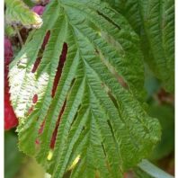 Raspberry: Raspberry beetle (raspberry fruitworm) | Hortsense ...