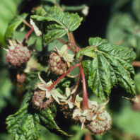 Raspberry: Boron deficiency | Hortsense | Washington State University