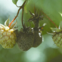 Raspberry: Fruit rot and cane Botrytis | Hortsense | Washington State ...