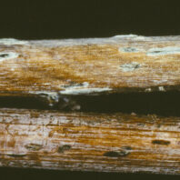 Raspberry: Fruit rot and cane Botrytis | Hortsense | Washington State ...