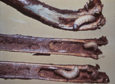 Raspberry: Raspberry crown borer | Hortsense | Washington State University