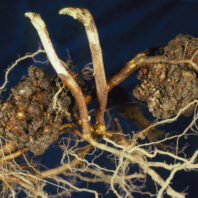 Common Diseases: Crown gall | Hortsense | Washington State University