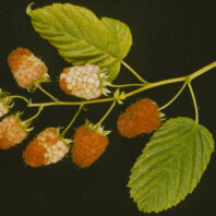 Raspberry: Dryberry mite | Hortsense | Washington State University