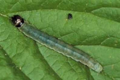 Raspberry: Leafrollers | Hortsense | Washington State University