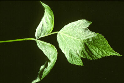 Raspberry: Powdery mildew | Hortsense | Washington State University