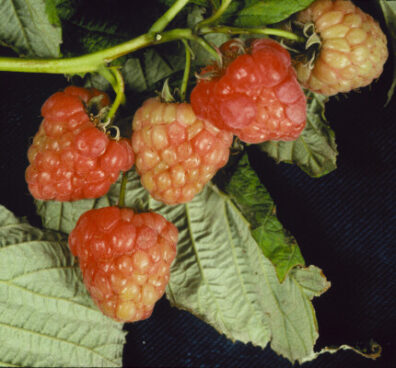 Raspberry: Dryberry mite | Hortsense | Washington State University