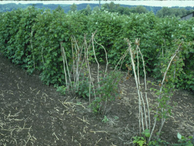 Raspberry: Phytophthora root rot | Hortsense | Washington State University
