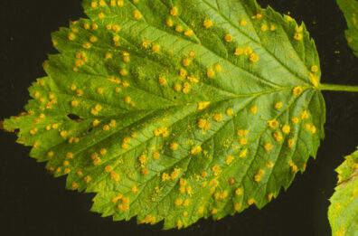 Raspberry: Yellow rust | Hortsense | Washington State University