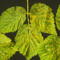 Raspberry: Yellow rust | Hortsense | Washington State University