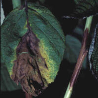 Raspberry: Spur blight | Hortsense | Washington State University
