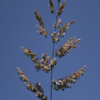Weeds: Reed canarygrass – Phalaris arundinacea | Hortsense | Washington ...