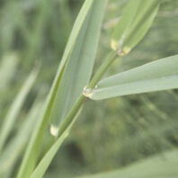Weeds: Reed canarygrass – Phalaris arundinacea | Hortsense | Washington ...