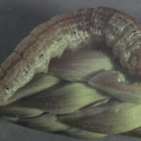 Common Insects and Mites: Cutworms and loopers | Hortsense | Washington ...