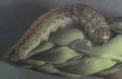 Lawn and Turf: Cutworms | Hortsense | Washington State University