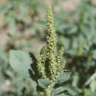 Weeds: Redroot pigweed (Rough pigweed) – Amaranthus retroflexus ...