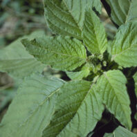 Weeds: Redroot pigweed (Rough pigweed) – Amaranthus retroflexus ...