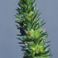 Weeds: Redroot pigweed (Rough pigweed) – Amaranthus retroflexus ...