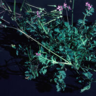 Weeds: Redstem filaree (Stork’s bill, Crane’s bill) – Erodium ...