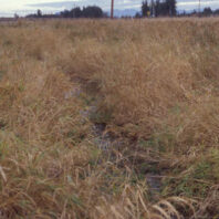 Weeds: Reed canarygrass – Phalaris arundinacea | Hortsense | Washington ...