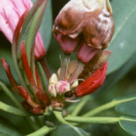 Common Cultural: Winter injury | Hortsense | Washington State University