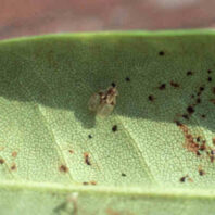 Rhododendron: Rhododendron lace bug | Hortsense | Washington State ...