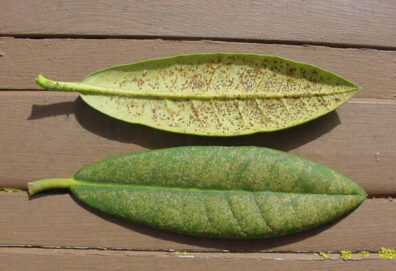 Rhododendron: Rhododendron lace bug | Hortsense | Washington State ...